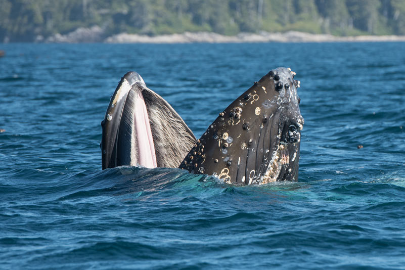 Whales don't blow water through their heads | MERS Marine Education ...